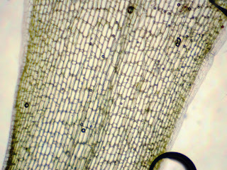 Bryophytes of Central and Northern Europe: Leucobryum glaucum