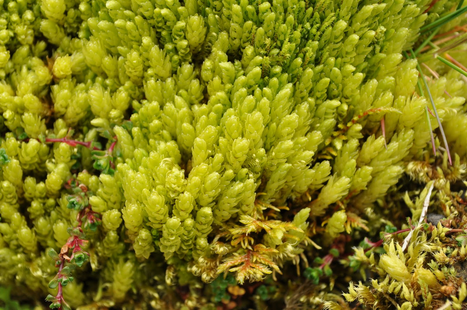 Bryophytes of Central and Northern Europe: Aulacomnium turgidum
