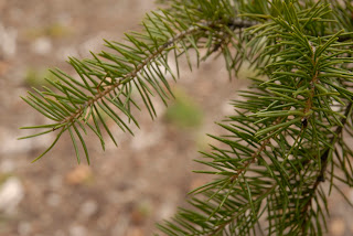 Utah Camping: Utah Field Guide - Engelmann's Spruce