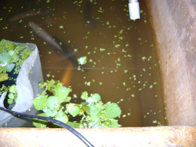 FAMAN ENTERPRISE: SEPAT BENUA