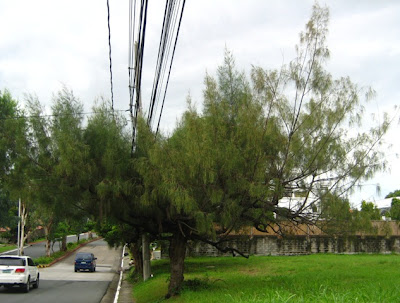 a miracle of Ipil ipil tree and other unique trees: Agoho