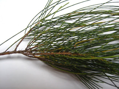 a miracle of Ipil ipil tree and other unique trees: Agoho