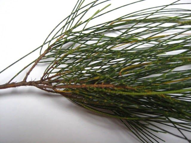 a miracle of Ipil ipil tree and other unique trees: Agoho