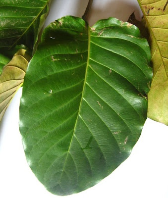 a miracle of Ipil ipil tree and other unique trees: Benguet pine