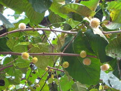a miracle of Ipil ipil tree and other unique trees: Benguet pine