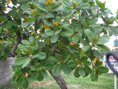 a miracle of Ipil ipil tree and other unique trees: Kasoy, Cashew nut tree