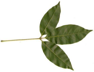 a miracle of Ipil ipil tree and other unique trees: Molave