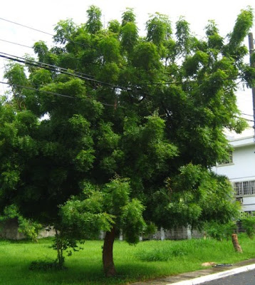 a miracle of Ipil ipil tree and other unique trees: Neem