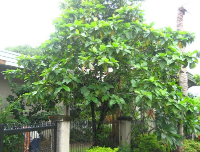 a miracle of Ipil ipil tree and other unique trees