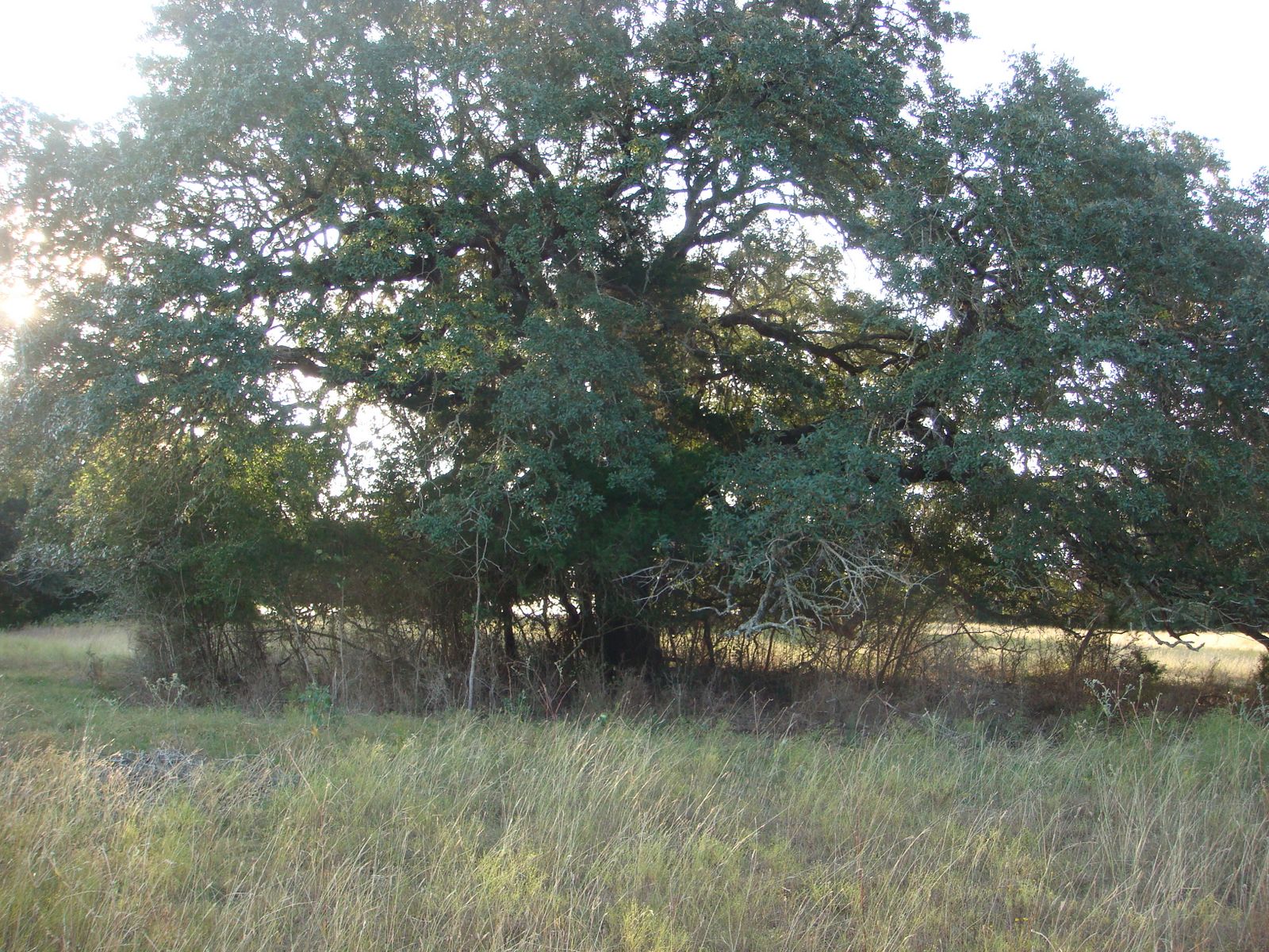 Speaking From The Ranch: Mighty Live Oak Trees