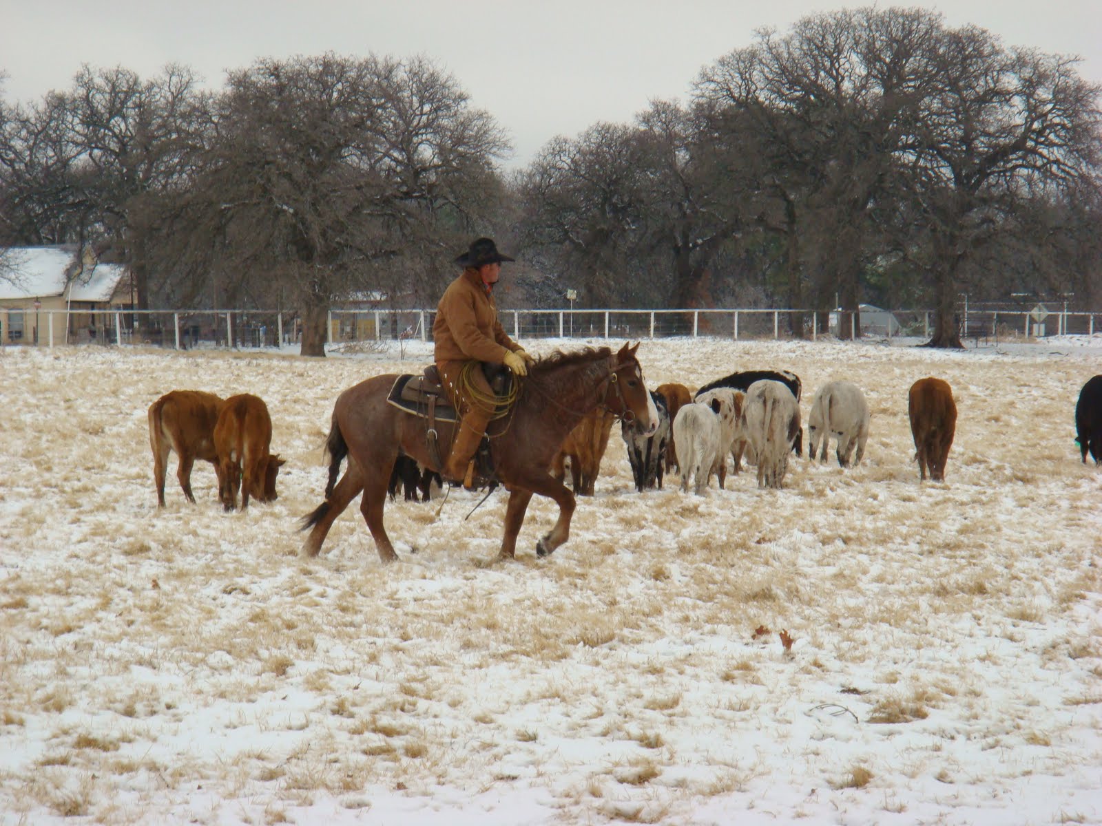 Teryn Muench Performance Horses
