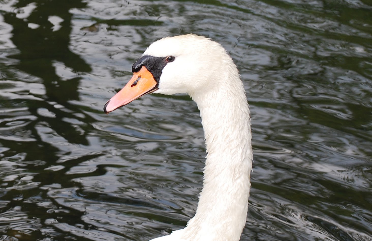 FOTO DI ANTONIO: UCCELLI