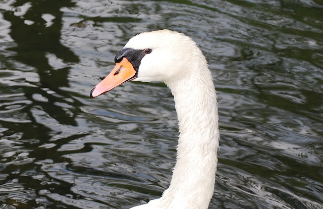 FOTO DI ANTONIO: UCCELLI