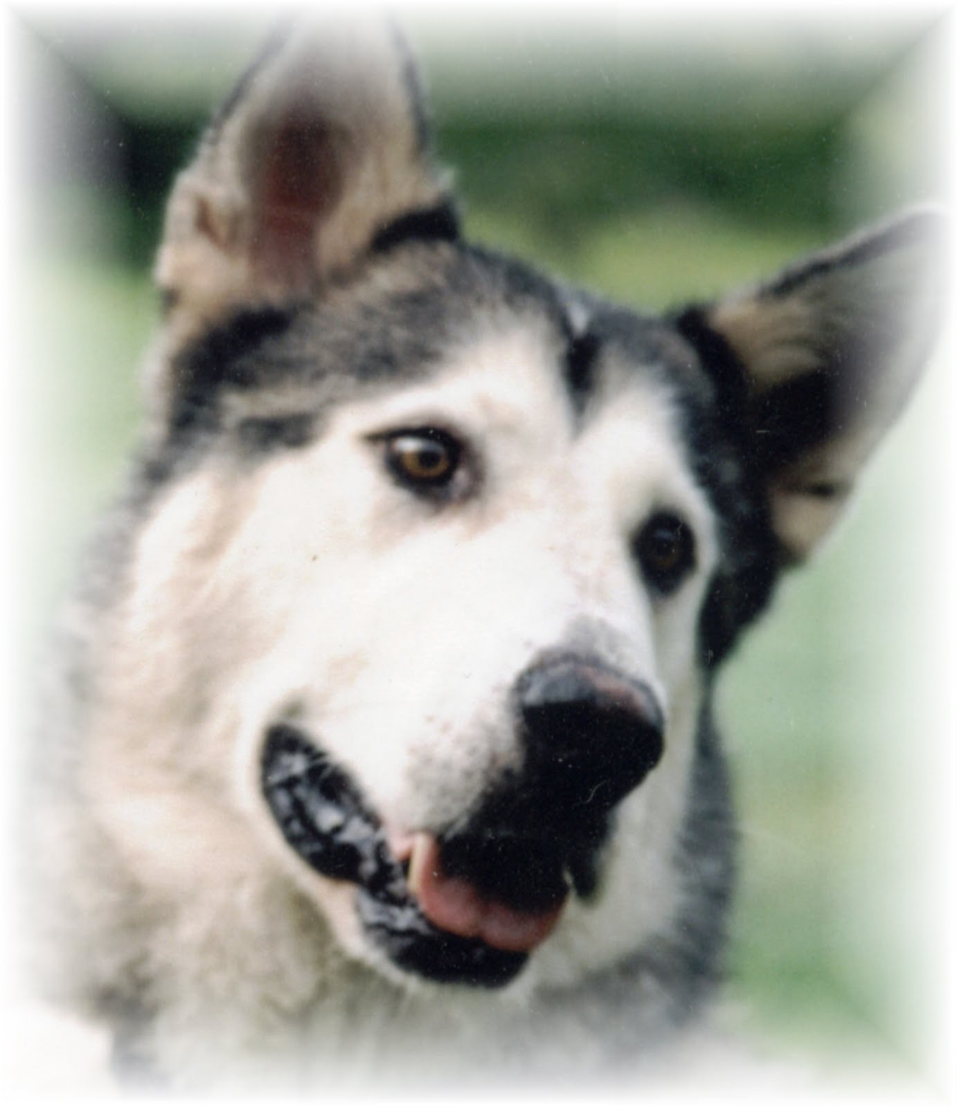 Dancing With Dogs: Black Ribbon: CW Singin' Chris Mac Dusky, CGC (Mac ...