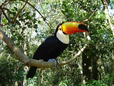 FLORA DA SERRA - Raízes da Mantiqueira: ONDE ESTÁ O TUCANO