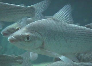 animales del llano: PECES