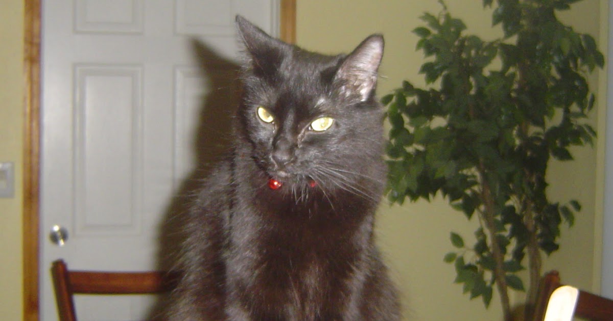 Kitten with a Whisk: Dinner time in the kitchen