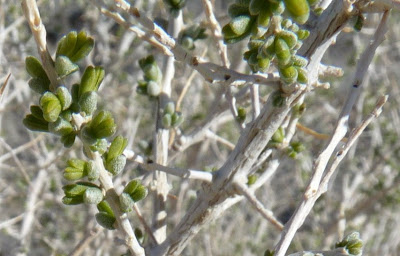 A Plant a Day: Greasewood--Sarcobatus vermiculatus