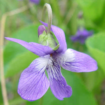 A Plant a Day: Northern Bog Violet-Viola nephrophylla