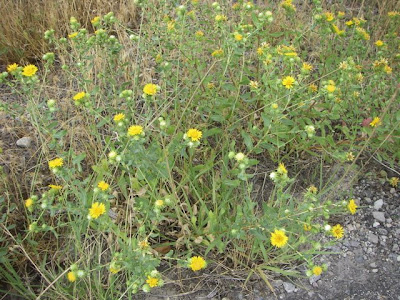 A Plant a Day: Curlycup Gumweed-Grindelia squarrosa