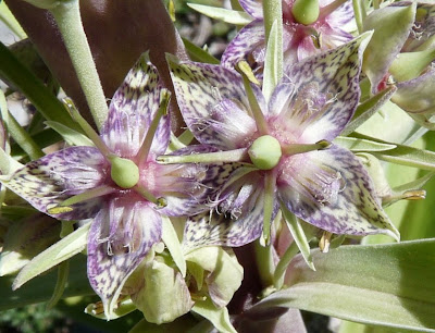 A Plant a Day: Elkweed-Frasera speciosa