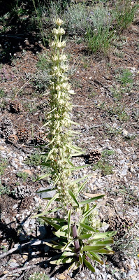 A Plant a Day: Elkweed-Frasera speciosa