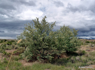 A Plant a Day: Russian Olive-Elaegnus angustifolia