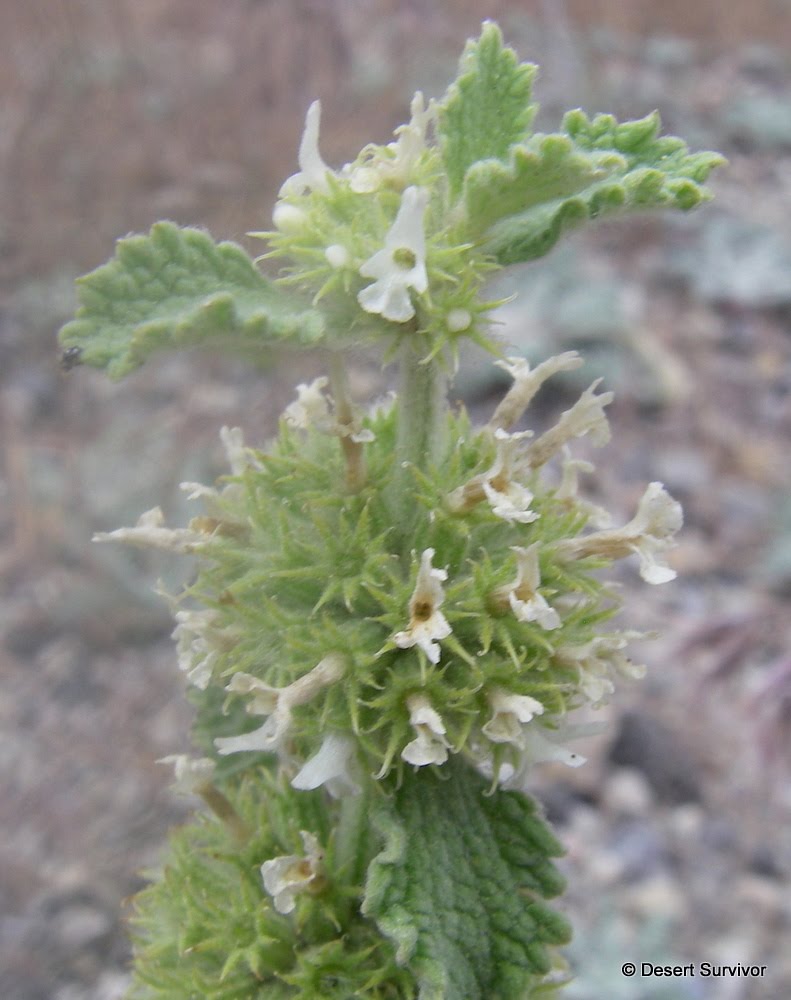 A Plant a Day: Hoarhound-Marrubium vulgare