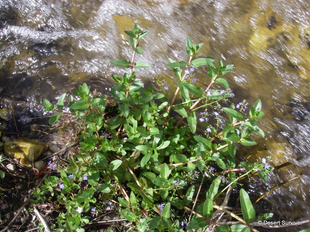 A Plant a Day: American Speedwell-Veronica americana
