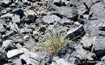 A Plant a Day: Sandberg Bluegrass-Poa secunda