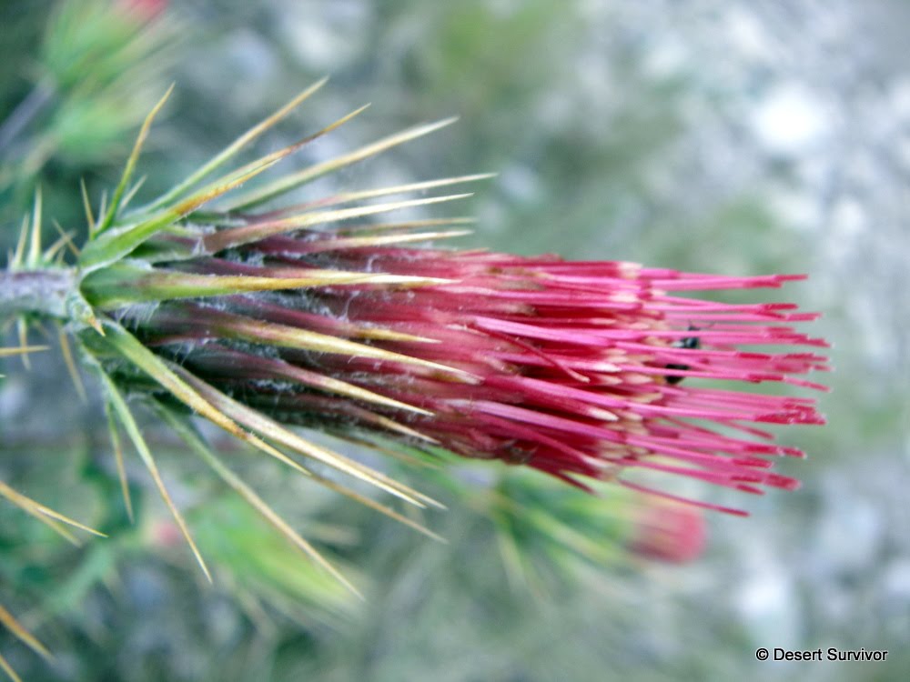 A Plant a Day: Arizona Thistle-Cirsium arizonicum