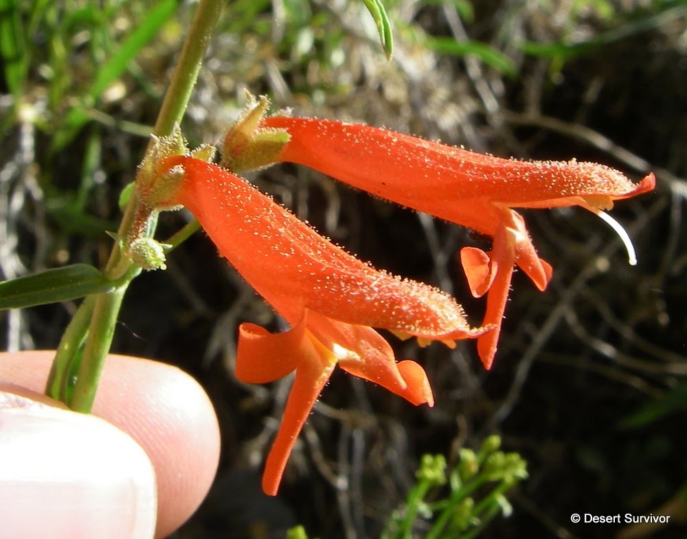 A Plant a Day: Bridge Penstemon-Penstemon rostriflorus