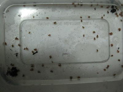 Aqua Qube: Ramshorn snail infestation