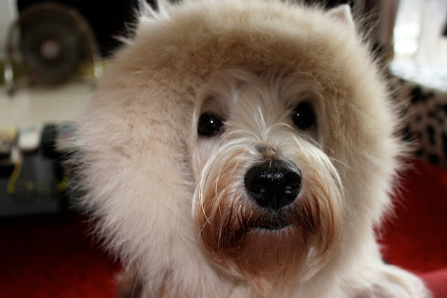 Scoozi Town: Hair Extensions for dogs