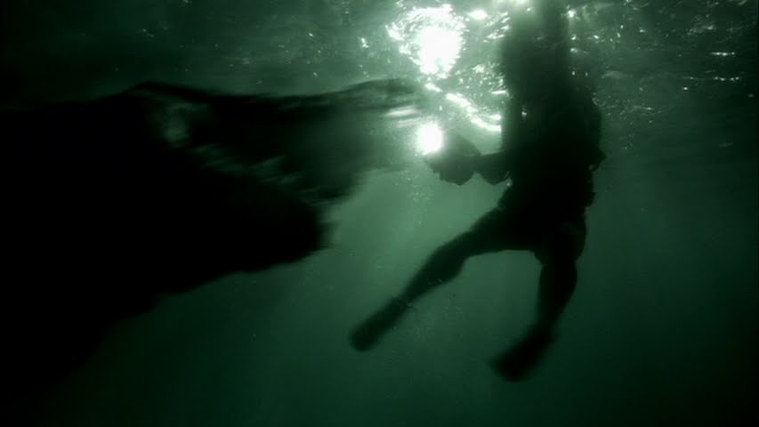 Rogue 2007 Crocodile