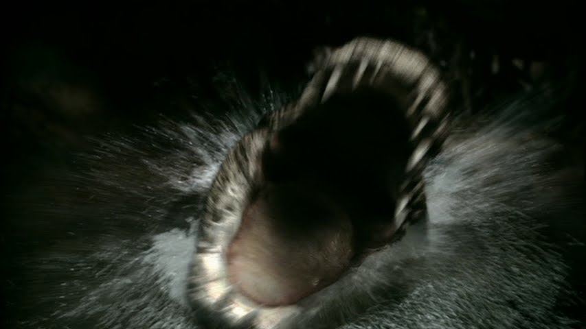 Rogue 2007 Crocodile