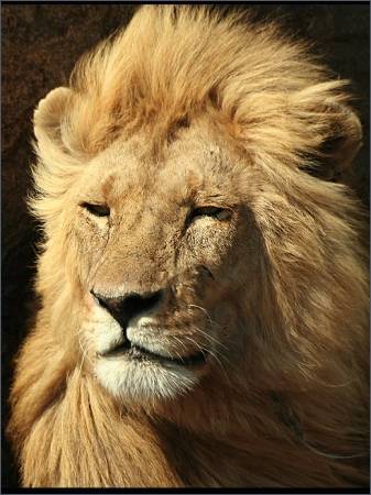 Svet zvierat: Lev púšťovy