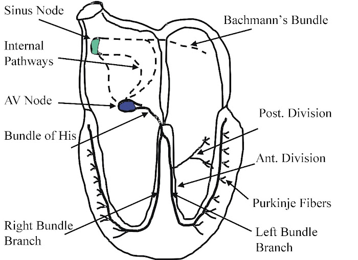 skeletal, muscular, nervous system