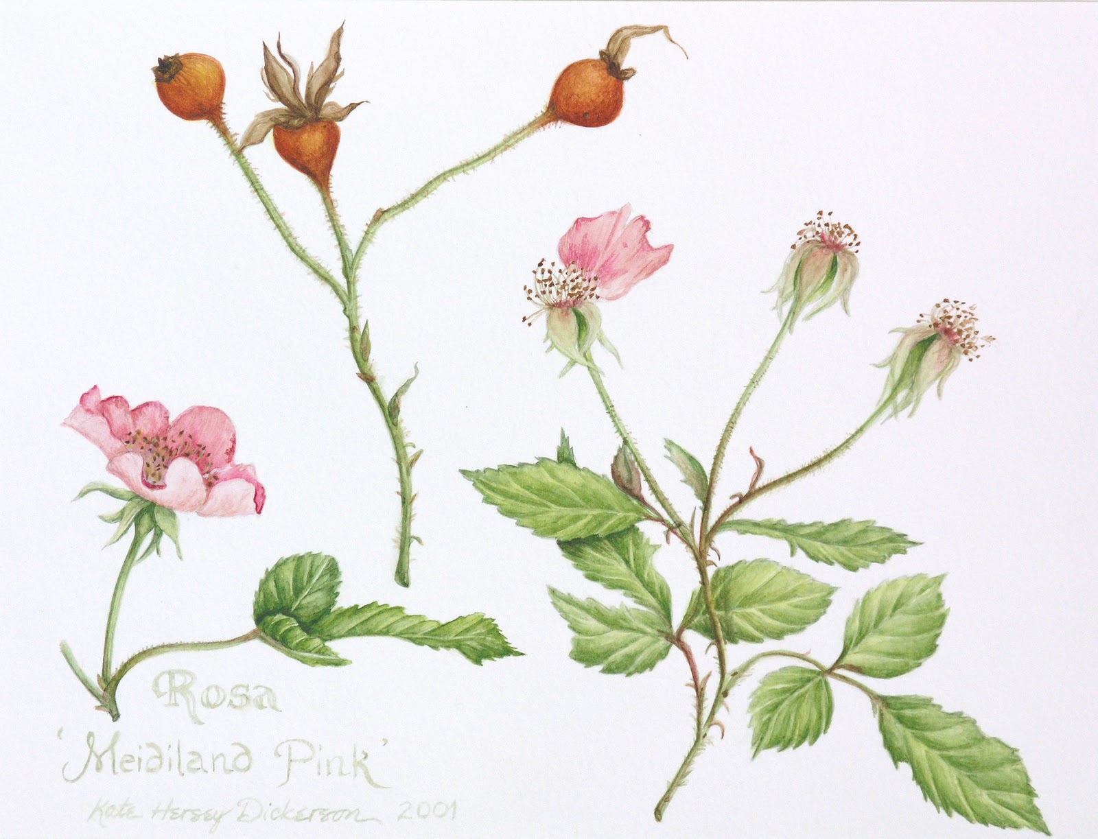 Kate Dickerson Realist Art: BOTANICAL WATERCOLORS