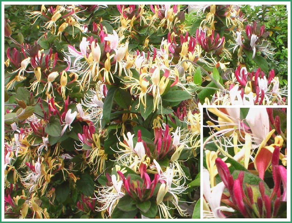 pigeonnieresplendy2: Chèvrefeuille