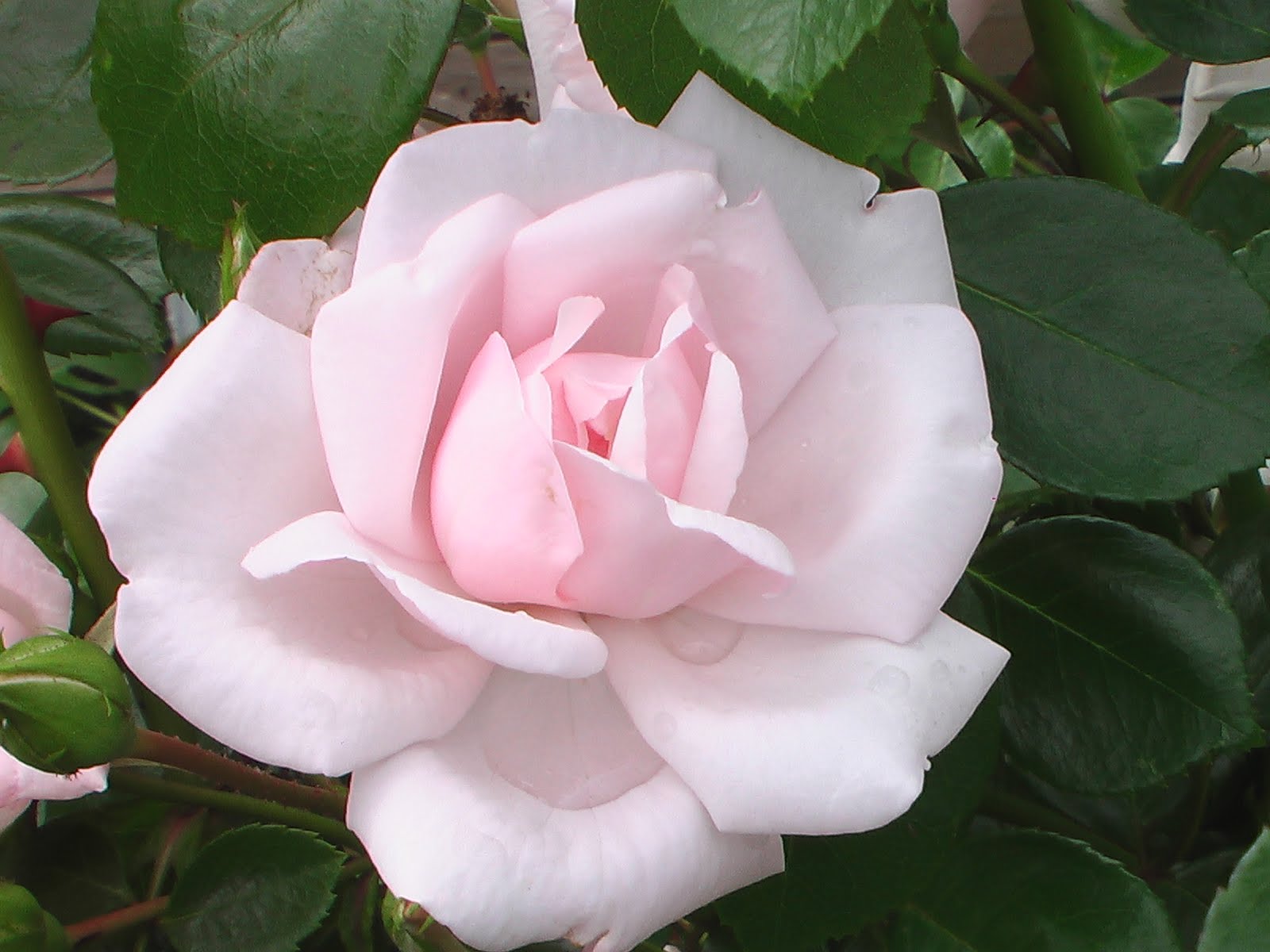 pigeonnieresplendy2: Mes roses anciennes