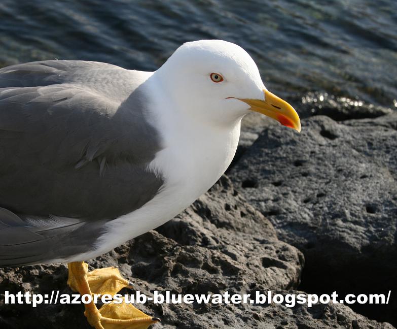 Azoresub: Gaivota (Larus cachinnans atlantis)