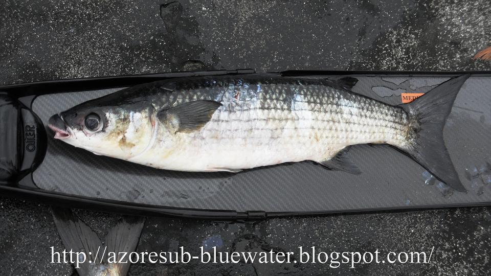 Azoresub: Taínha (Chelon labrosus)