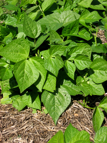 Gods Garden: The Scoop On Dirt