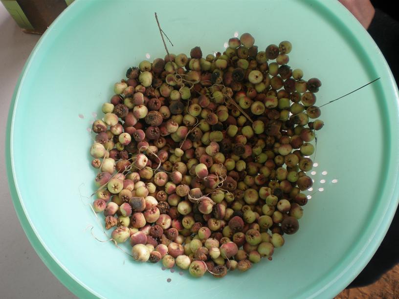 Life Without Anchovies: Bush Tucker