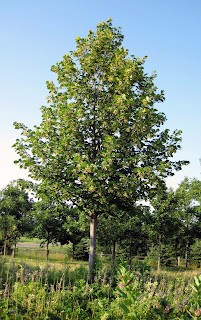 Gordon W. Fredrickson: American Basswood