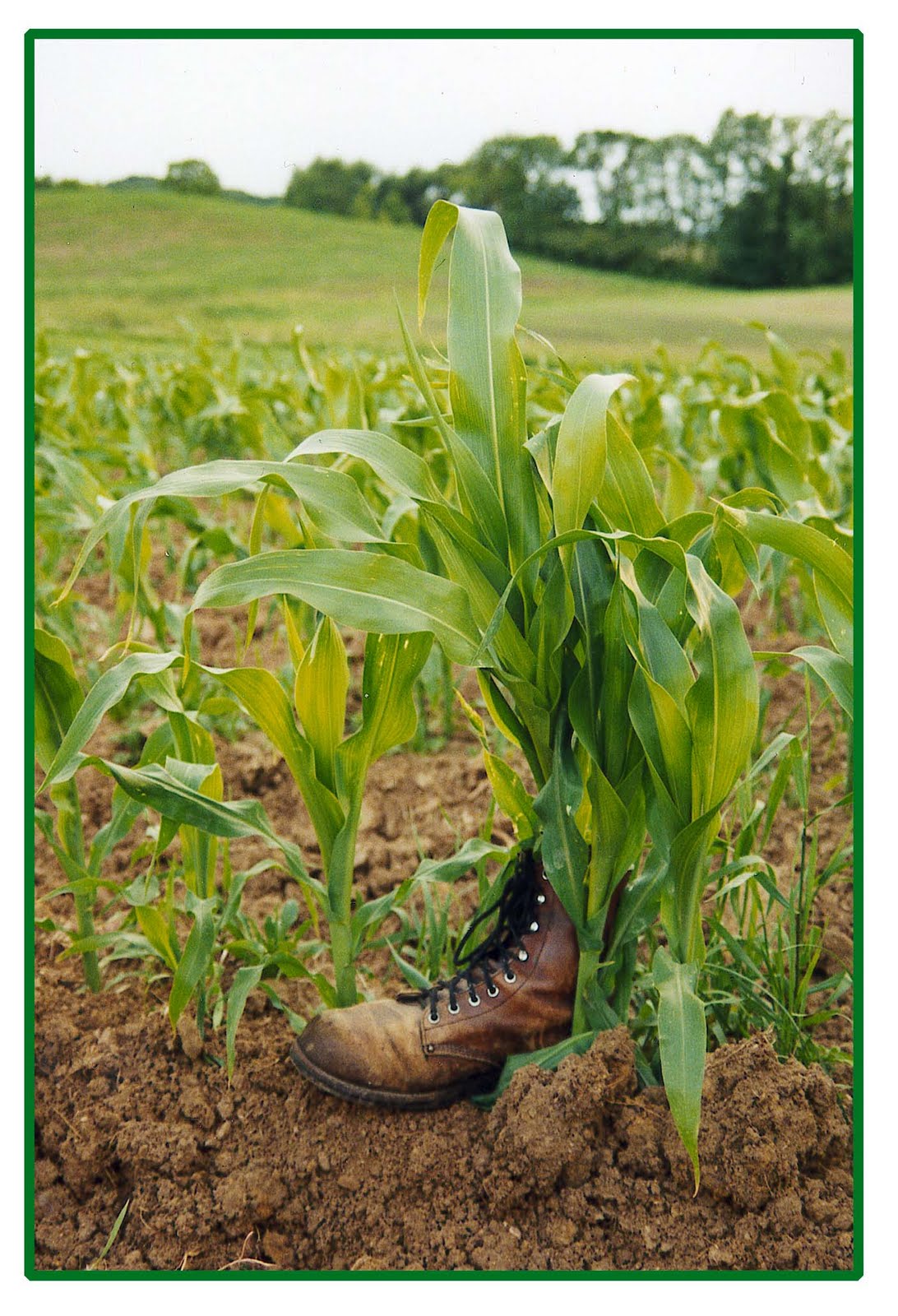 Gordon W. Fredrickson: Cards for Fun