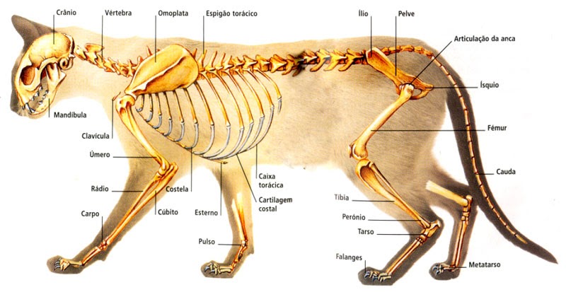 Ossos do Ofício! | TUDO GATO - Pra quem é curioso como eles...