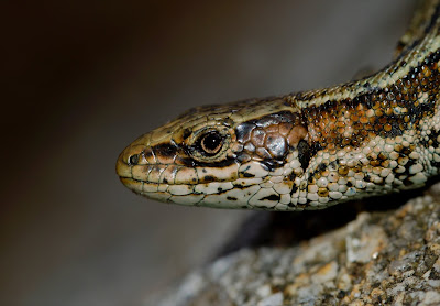 Scottish Wildlife Blog: Lochranza to Glen Catacol via Gleann Easan ...