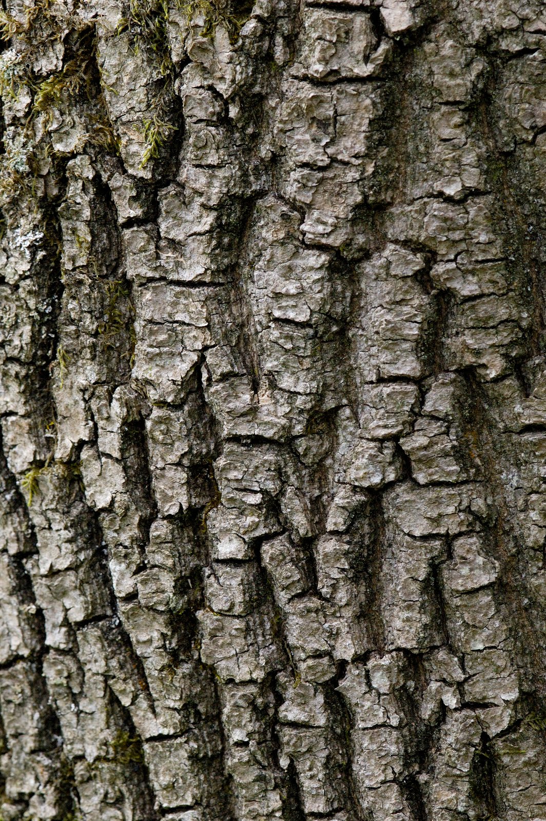 Scottish Wildlife Blog: Kilpatrick Hills, West Dunbartonshire